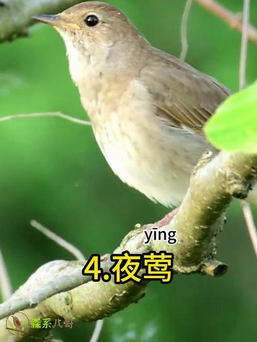 凌晨3至4点鸟叫预示什么图标