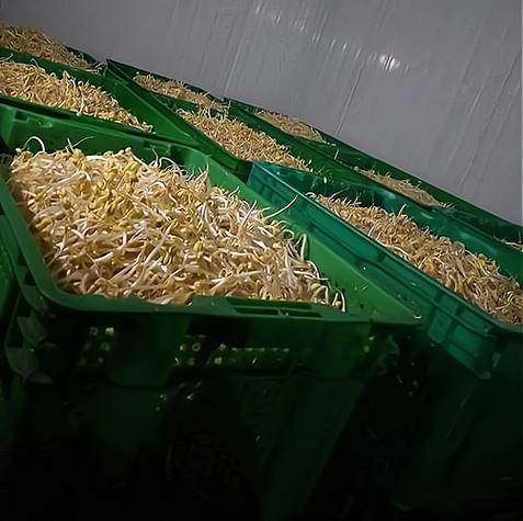 豆芽生意利润大吗图标