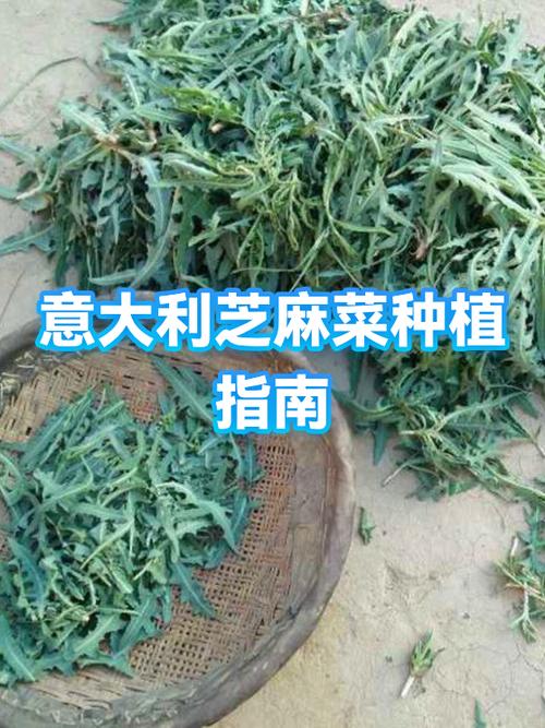 意大利芝麻菜截图