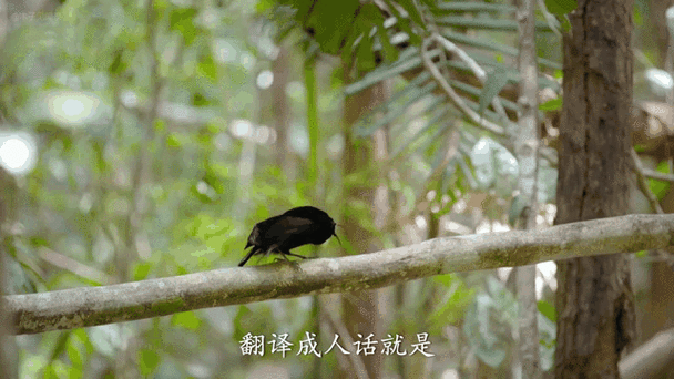 国产雀大人视频截图
