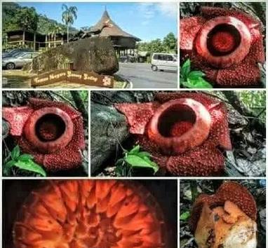 秘密家园怎么样截图