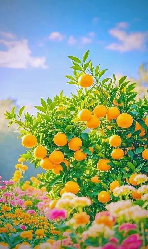 橘子树壁纸图标