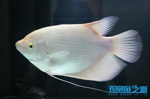 招财鱼不吃食的解决方法图标