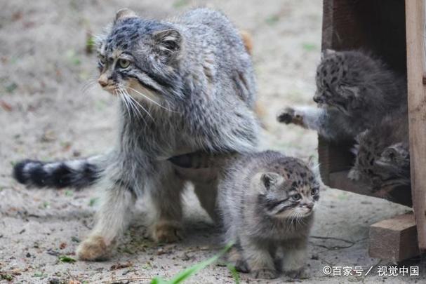 兔狲动物园截图