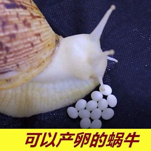 蜗牛大蜗牛图标