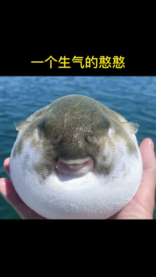 关于河豚的爆笑小视频图标