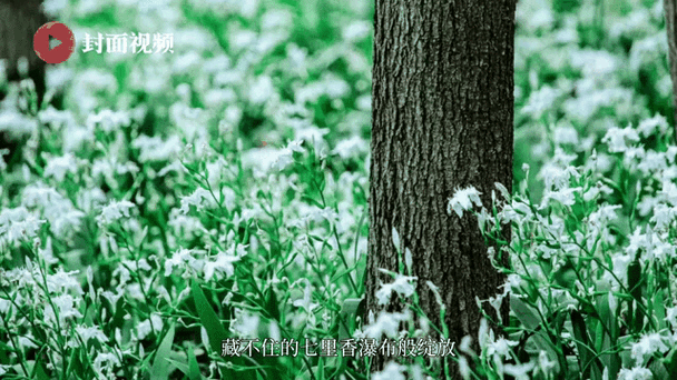 花视频免费观看影视大全截图
