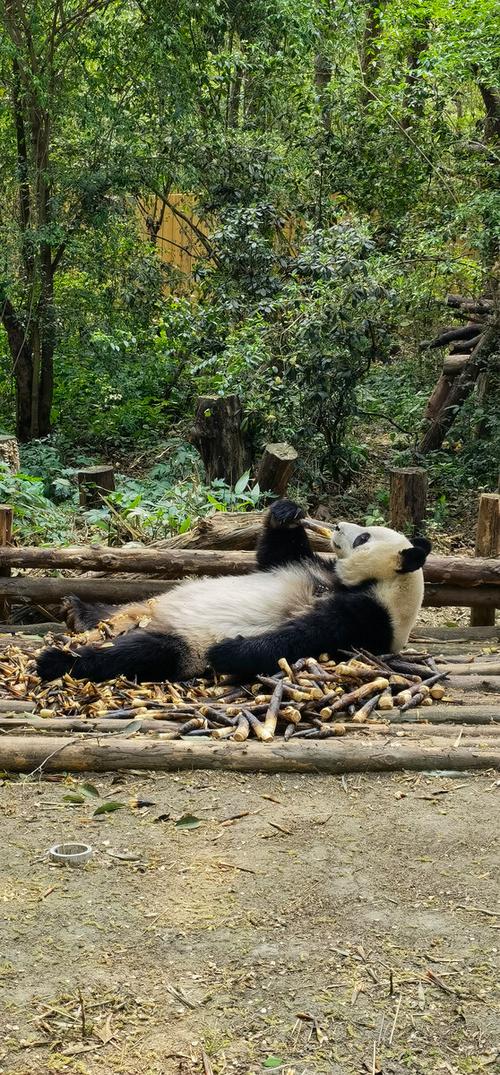 悠哉悠哉比喻什么动物图标
