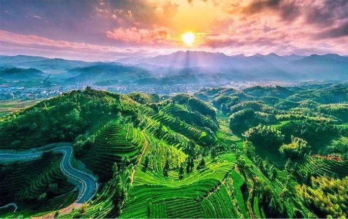 一亩茶园模式截图