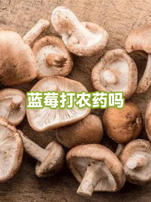 百度9蘑菇蓝莓成长图标