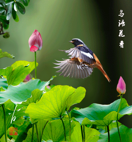 免费动态鱼壁纸中文版截图