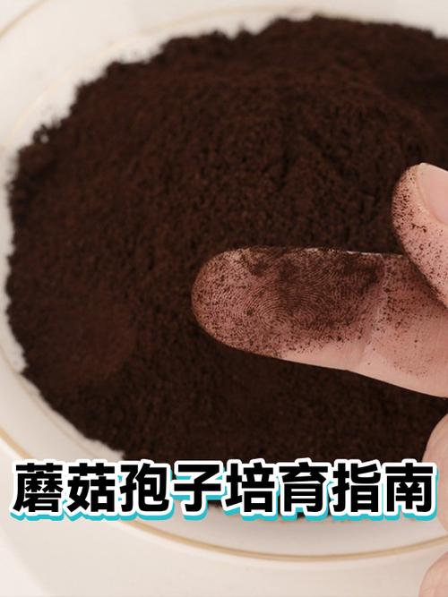 孢子安装教程图标