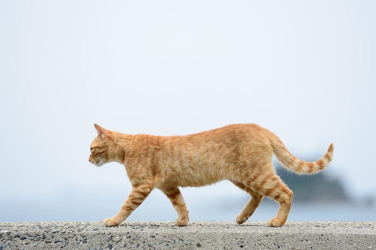 猫走路图标