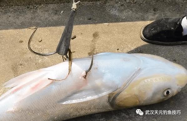 可视锚鱼为什么多是鲤鱼截图