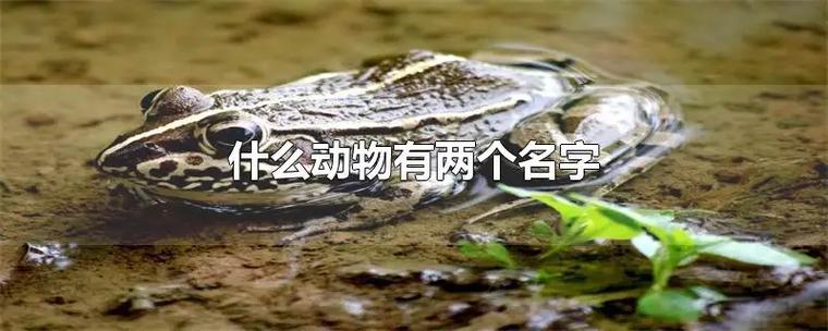有两个名字图标