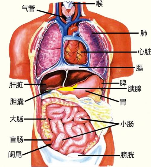 人体内脏结构图图标