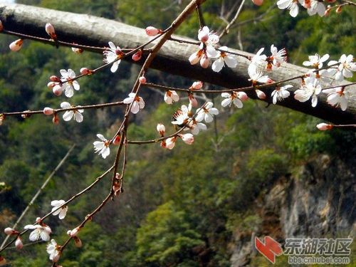 花倚app标签图标