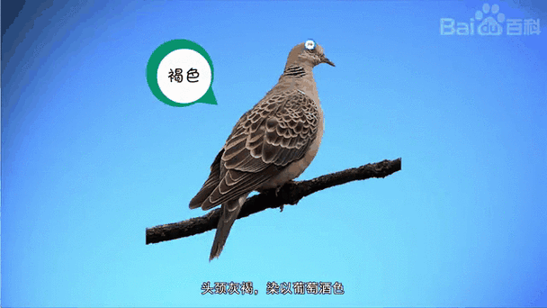 斑鸠养久了会认主人吗图标