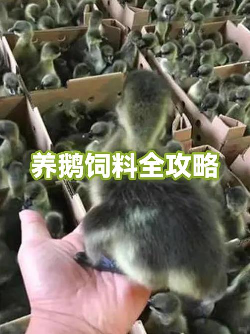 养鹅有什么好处和坏处图标