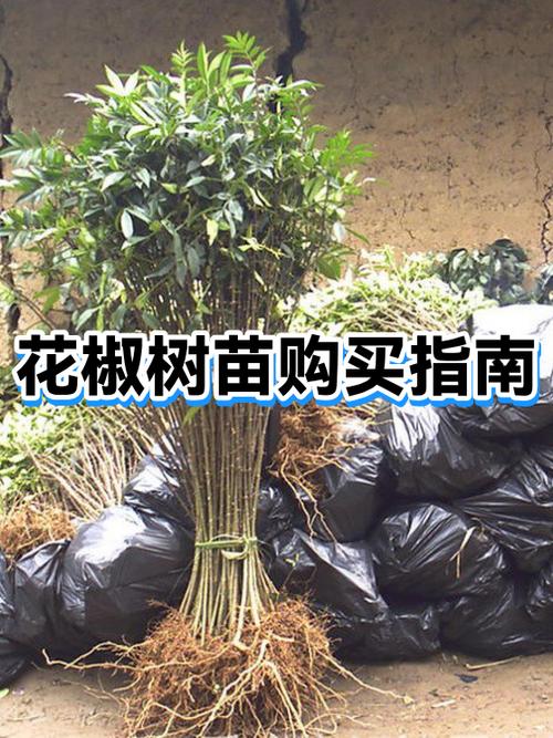 买树苗在哪个平台买的正宗截图