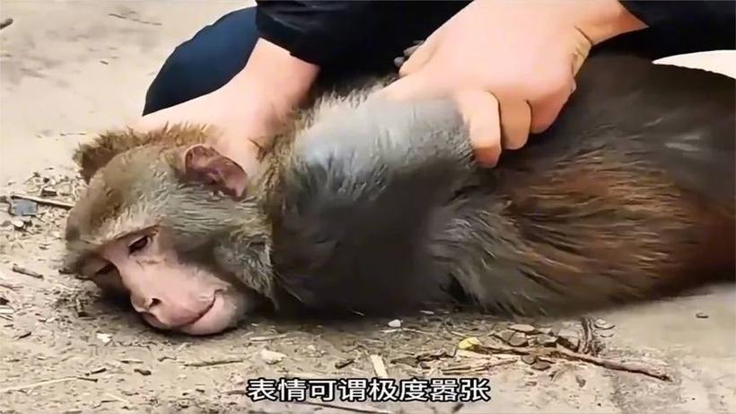 猴子抓了一下怎么处理图标