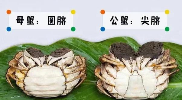五一吃螃蟹买公还是母