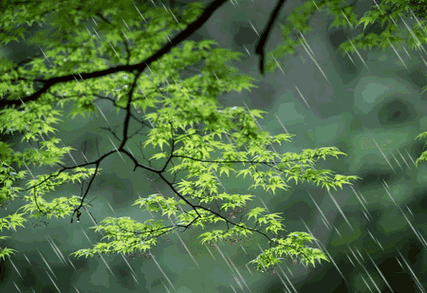下雨动态图片截图