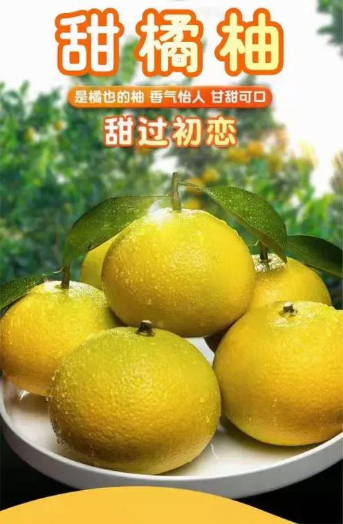 桔柚广告图标
