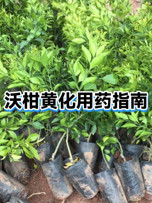 沃柑黄化严重怎么办截图