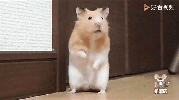 仓鼠看到猫会吓死吗图标