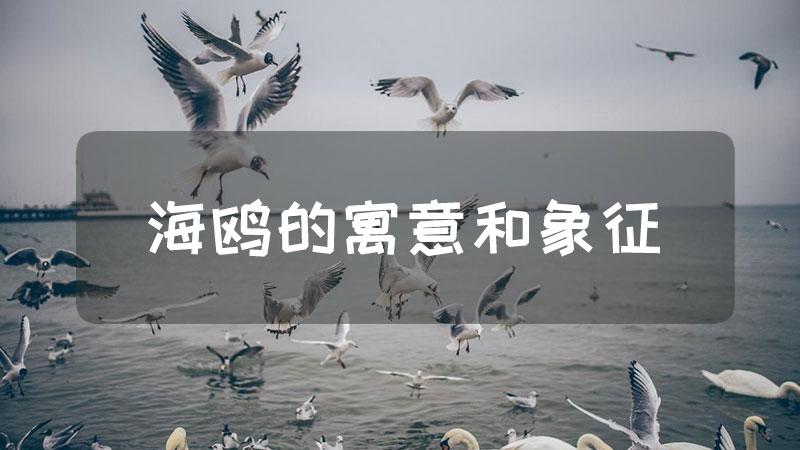 海鸥象征什么意思图标
