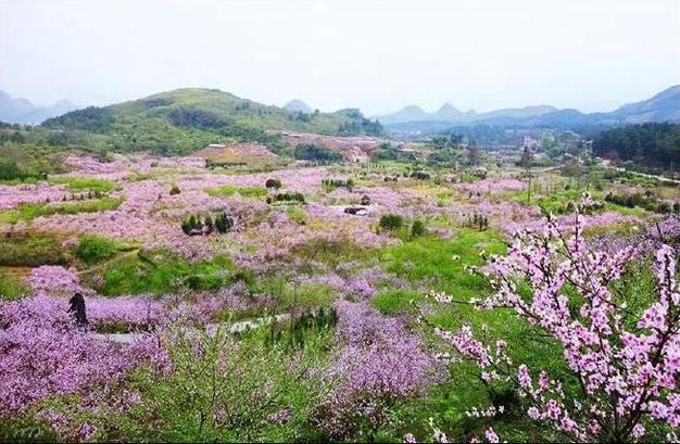 乡下生活田舍(桃子移植)图标