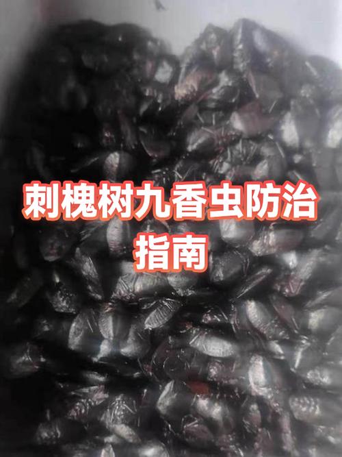 九香虫怎么捕捉截图