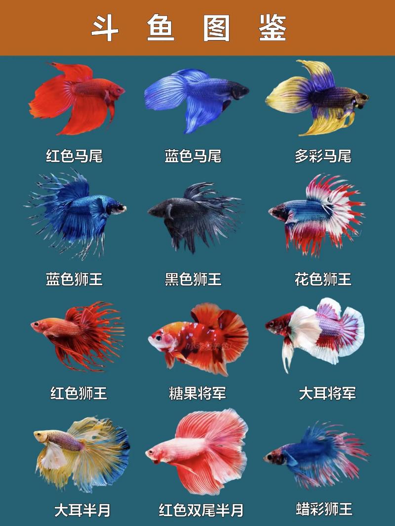 怎么判断斗鱼吃饱了图标
