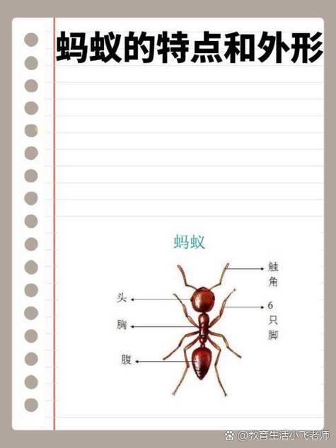 蚂蚁看点旧版本图标