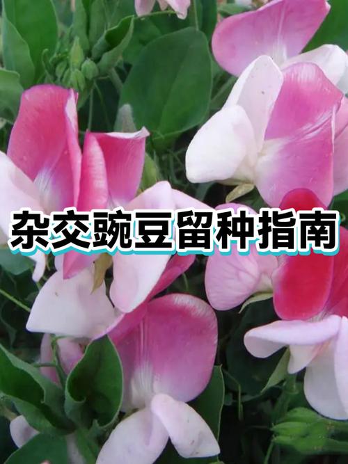豌豆的保存方法有哪些图标