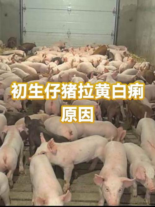 吃奶小猪黄白痢的原因是什么图标