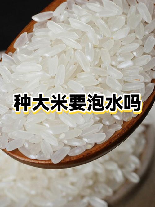 大米吸水手机多久能干截图