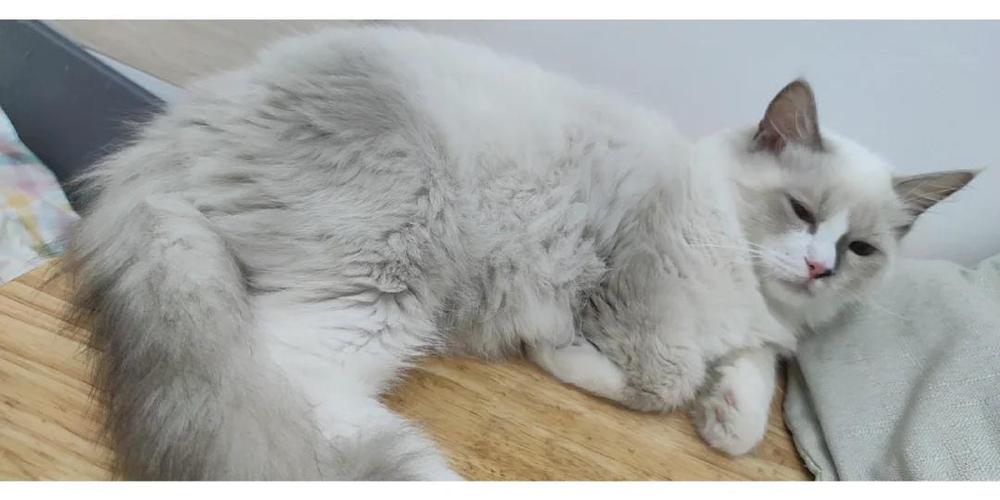 猫四肢无力走路不稳不吃东西截图