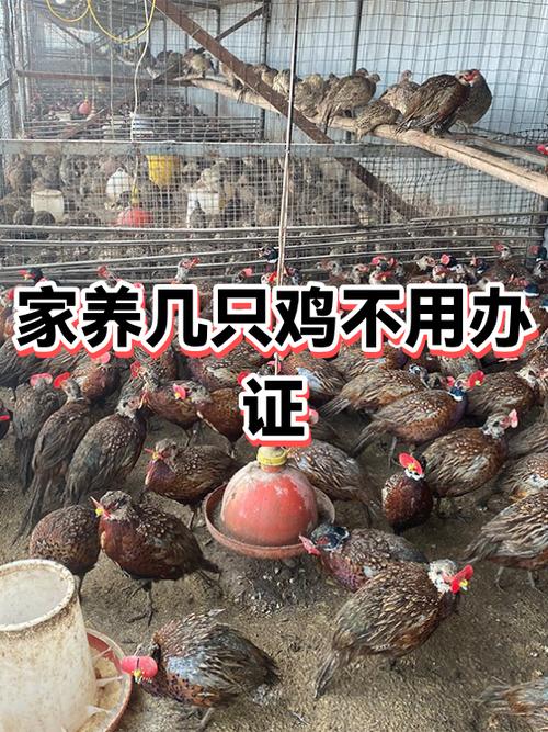养鸡不能养几只图标