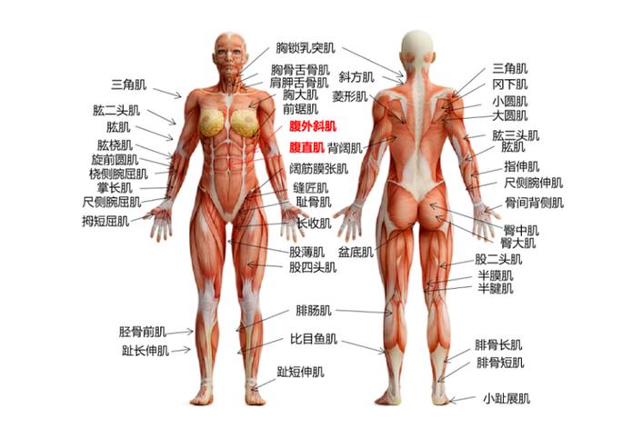 人体骨骼肌图片图标