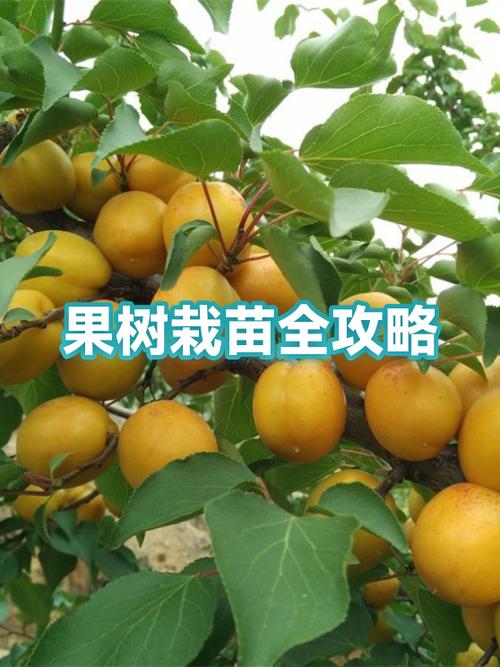 种果树苗什么时间最合适截图