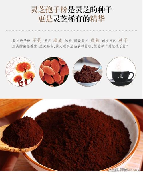 灵芝孢子主治与功效图标