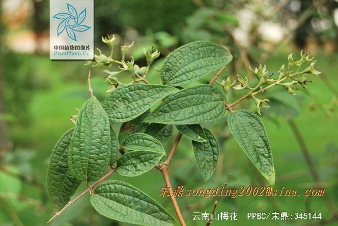山梅的功效图标