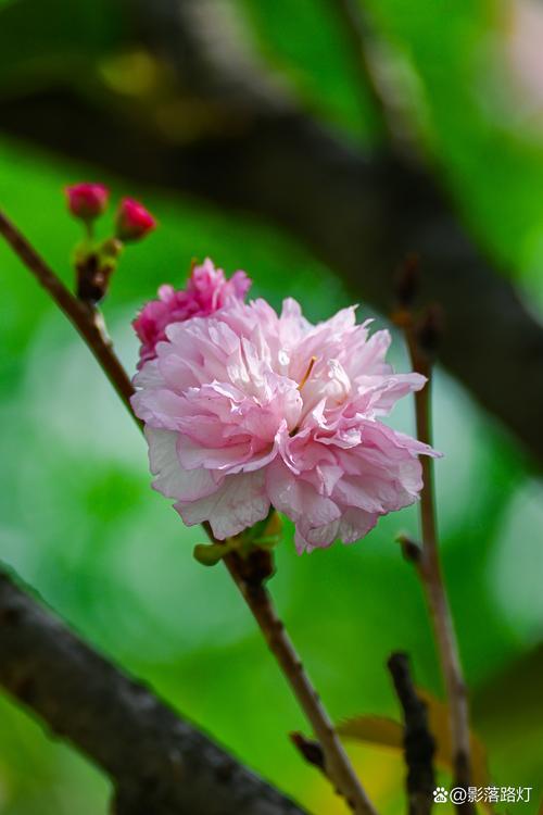 樱花的样子和特点描写图标