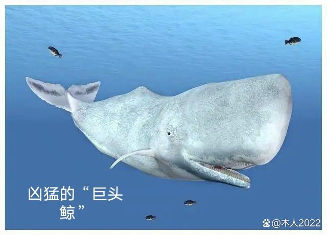 巨头鲸图片图标