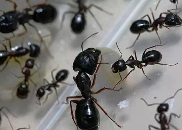 蚂蚁点吧截图