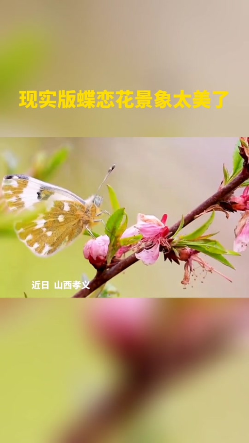 蝶恋花的寓意象征图标