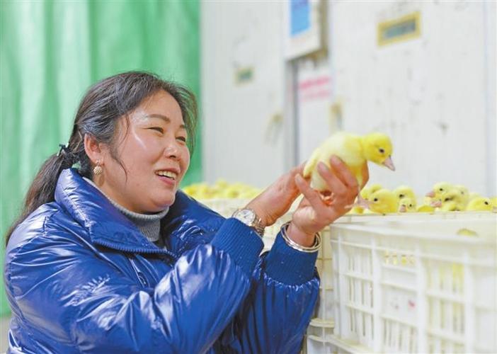 小金鹅截图