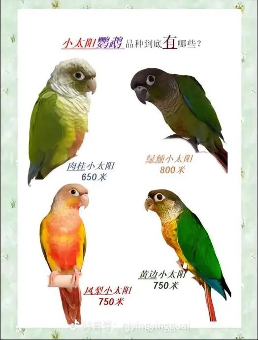 市场上常见鹦鹉种类缩略图